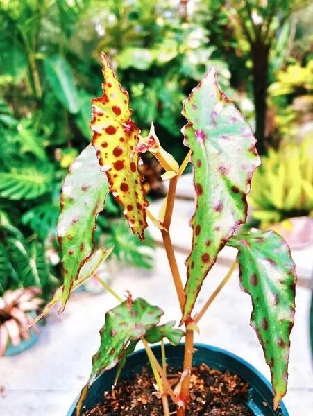 Growing and Caring Guide for Polka Dot Begonia Houseplant - House ...